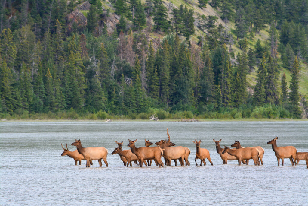 Jasper National Park Guide – Adventures of Bryan & Caleigh